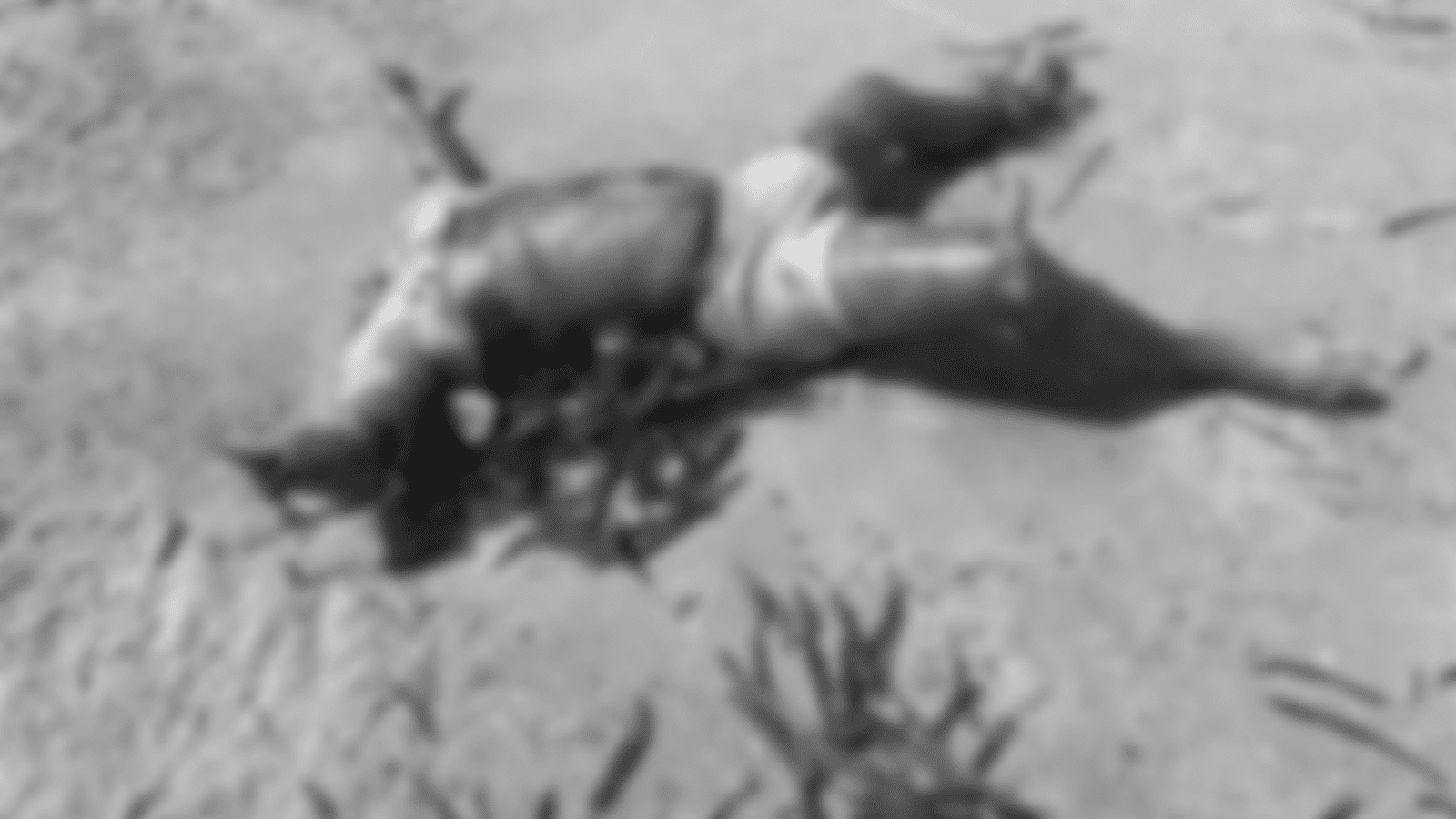 Hayan cuerpo mutilado y descompuesto en la costa sur de Jambelí ...