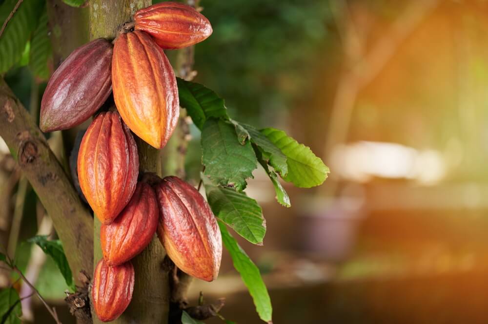 El cacao se coronó como el tercer producto no petrolero de exportación de Ecuador - Shumiral Tv